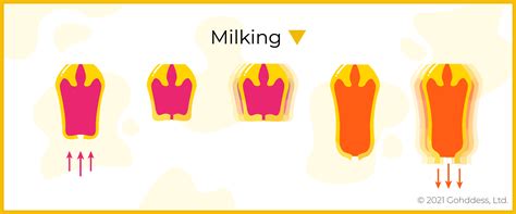 Pompoir 101 The Super Orgasm Technique Guide