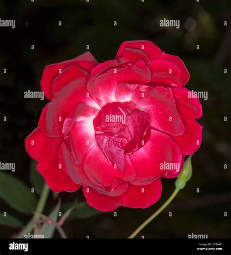Spectacular Vivid Red Perfumed Flower Of A Rose With Tinge Of White At
