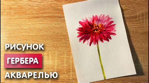 Как нарисовать герберу карандашом и акварелью начинающим Рисунок для детей Youtube