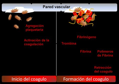 Mecanismo De Formación Del Coagulo Frente Al Daño Vascular Download