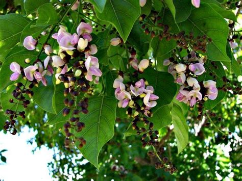 Millettia Alchetron The Free Social Encyclopedia
