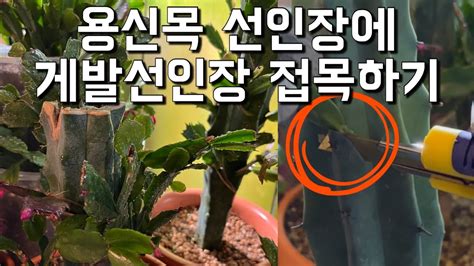 용신목에 접목한 게발선인장 근황 꽃봉오리 맺혔어요 용신목에 접목방법 개체수늘리기 게발선인장 리치쏘일