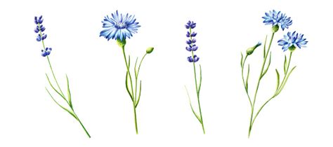 수채화 라벤더와 수레 국화 꽃은 흰색 배경에 격리되어 있습니다 미용 제품 및 식물학 세트 미용 및 의학의 세부 사항 디자이너 스파 장식 엽서 포장지 스크랩북 커버 초대장