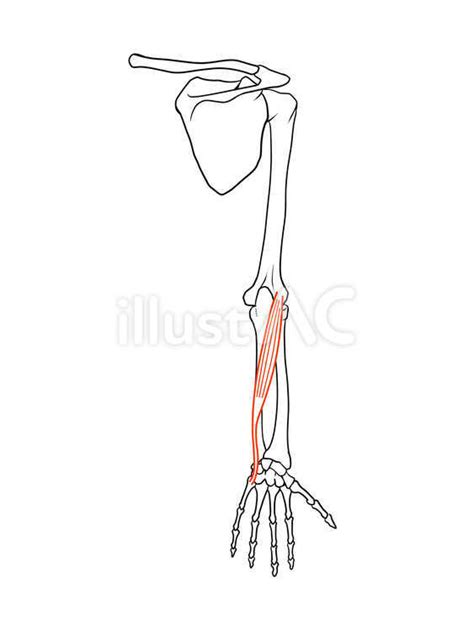 Free Vectors Extensor Carpi Ulnaris