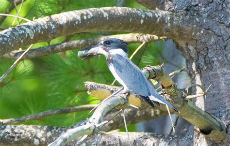 More Than He Can Chew Photograph By Jan Mulherin Fine Art America