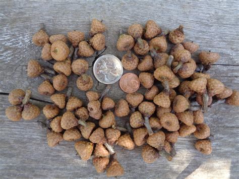 100 Pcs Small Undeveloped Acorns Dia 14 12 Red Oak Tree Acorns For