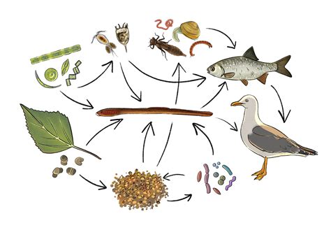 Иллюстрация Речная экосистема Схема для доклада в стиле