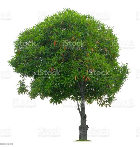 흰색 배경에 고립 된 아름다운 나무 건축 디자인 또는 장식 작업에 사용하기에 적합합니다 0명에 대한 스톡 사진 및 기타 이미지 0명 가을 계절 Istock