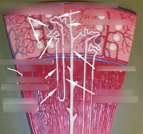 BSC 251L 2nd Practical Loop Of Henle Diagram Quizlet