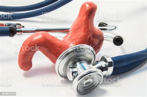닥터의 사무실에 테이블에 위 청진 기 나 주위를 감싸는 Phonendoscope 근처의 3 차원 모델이입니다 사진 진단의 과정 및 위 질환과 치료의 시각화 위에 대한 스톡