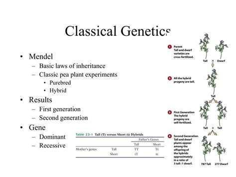 Ppt Classical And Modern Genetics Powerpoint Presentation Free Download Id143901