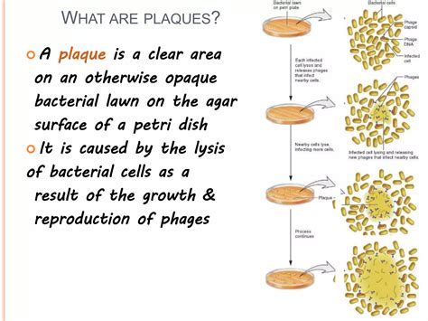 Fine Structureof Gene Allelic Complementation And Split Gene Pptx