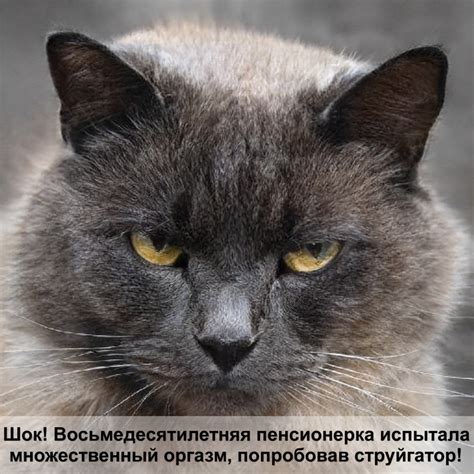зубная щетка для кошек — Postimages