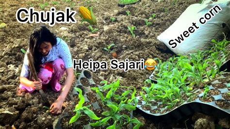 Sweet Corn Plantation🌽chujak Thaba Heiba Heitaba Aisheliash Youtube