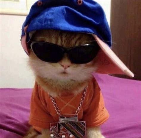 Cat Pfp Cat Icon Funny Cute Cats Funny Animal Photos Cat Profile