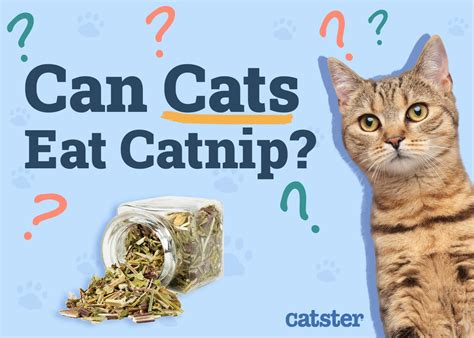 Can Cats Eat Catnip Or Is It Just For Sniffing Vet Verified Facts Catster