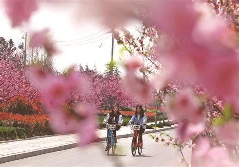 太白湖新區努力打造「花滿新城」城市園林景觀 每日頭條