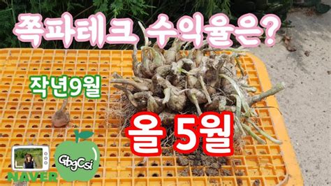 쪽파수확 수확후 건조 쪽파 휴면타파 Youtube