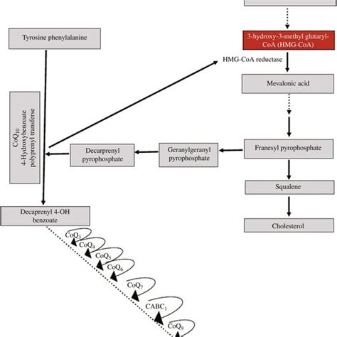 Scheme Of CoQ Biosynthesis Pathway Download Scientific Diagram