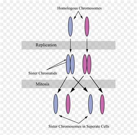 Difference Between Chromosome And Chromatid Babe Chromatids HD Png Download 576x768
