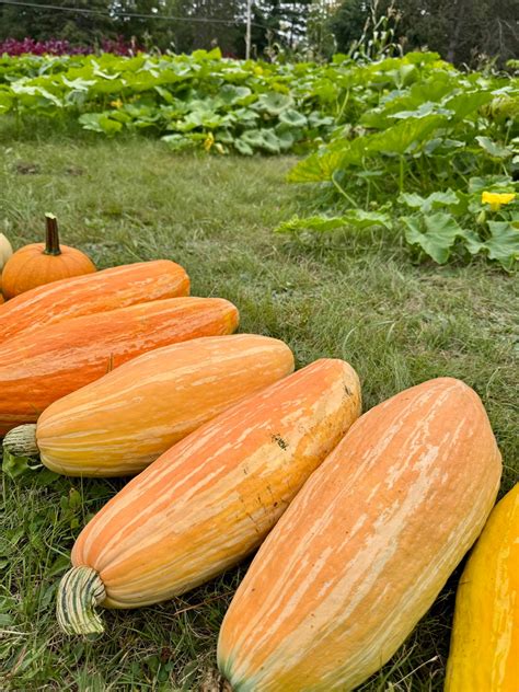 Fond Du Lac Tribal And Community College Its A Beautiful Day At