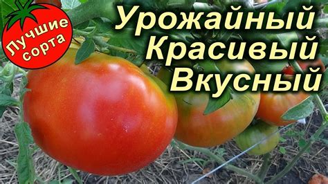 ЦАРСКИЙ ЛЮБИМЕЦ - САМЫЙ УРОЖАЙНЫЙ СОРТ ТОМАТА НА 2020 ГОД - YouTube