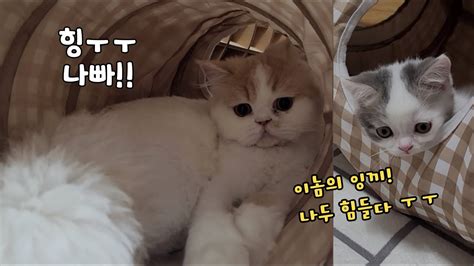 아기고양이와 놀고 싶은데 못놀게 하자 형아 고양이가 보인 반응 Youtube