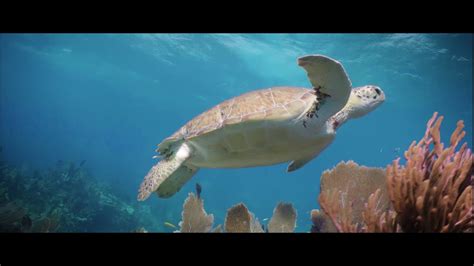 Floridas Coral Reef 5 Things To Know About The Worlds 3rd Largest