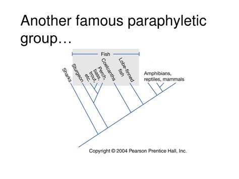 Ppt Parts Of A Phylogenetic Tree Powerpoint Presentation Free