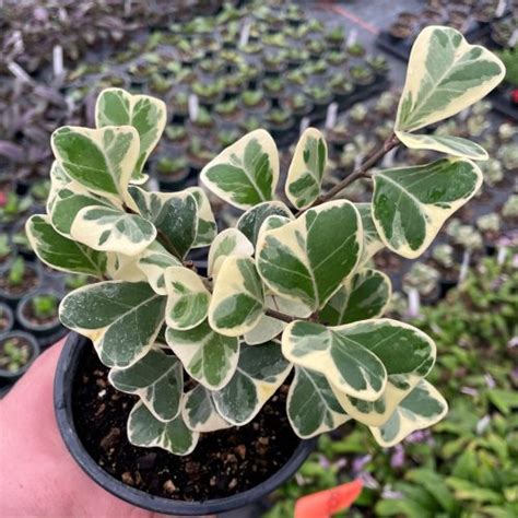 Exclusive Deal Ficus Triangularis Variegated From Thailand 4 Pot