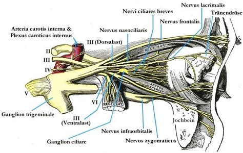 Nervus Olfactorius Anatomie Jochbein