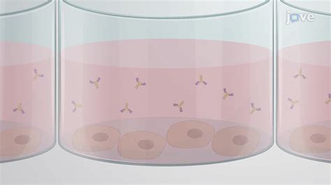 Video A Technique To Generate Monoclonal Antibodies From Antigen