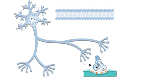 Axon Structure And Functions Getbodysmart