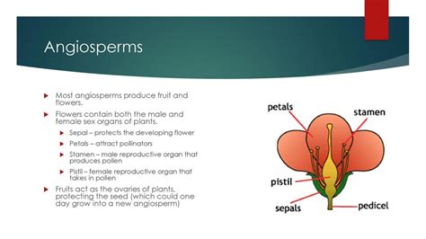Plant Life Cycles Reproduction Ppt Download