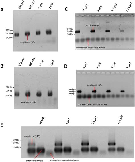 Primer Dimer Formation At Terry Swenson Blog
