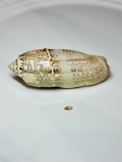 Teeny Tiny Shells Rinterestingasfuck