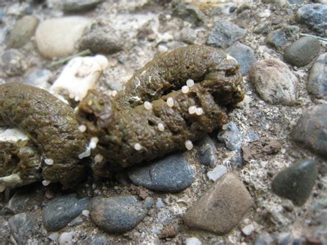 Tapeworm Segments In Stool