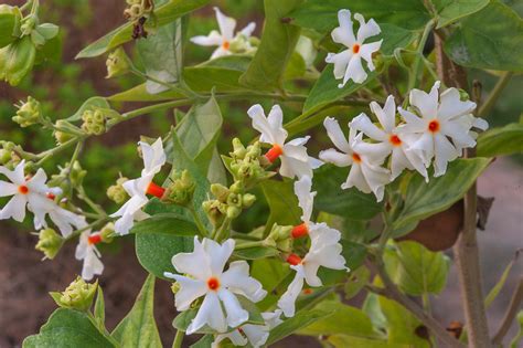 Parijata Flower Plant Images Best Flower Site