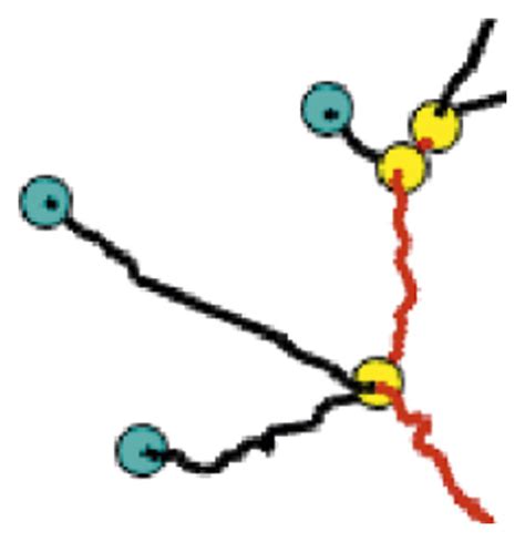 Schematic Diagram Of The Pulmonary Vascular Geometric Graph