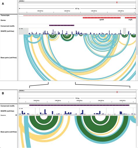 Visualization Of RNA Structure Models Within The Integrative Genomics Viewer
