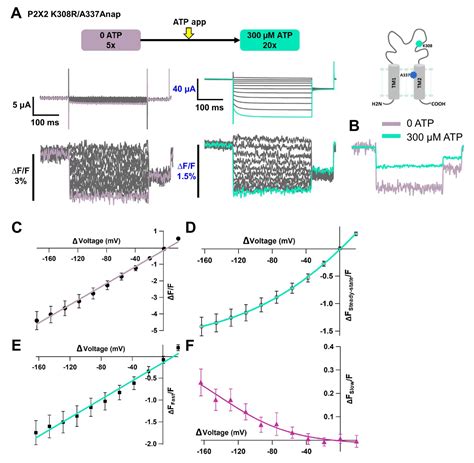 Voltage Clamp Fluorometry Technique At Jose Hopkins Blog