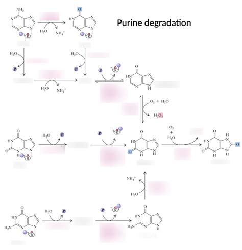 Ch 26 Purine Degradation Diagram Quizlet