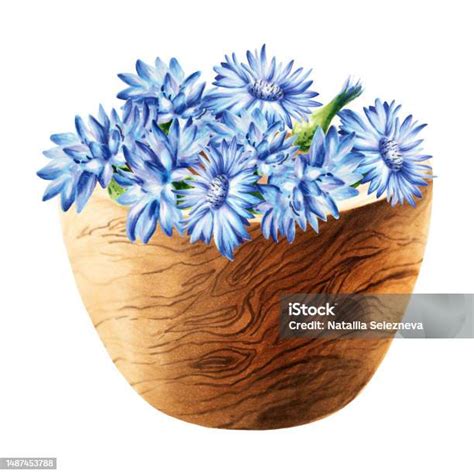 수채화 나무 박격포와 수레 국화는 흰색 배경에 분리되어 있습니다 미용 제품 및 식물학 요소 미용 및 의학 디자이너 스파 장식 엽서 포장지 스크랩북 표지 초대장 포스터 및