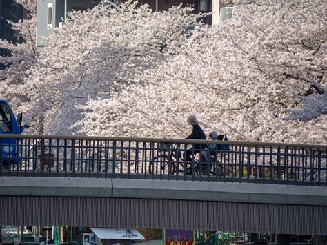 桜楽しめた 中央区サクラフォトギャラリー街の風景中央区民マガジン