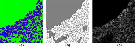 roi sample from weak label set for cell label generation a nucleus download scientific