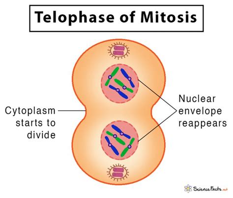 Mitosis Definition Stages And Purpose With Diagram
