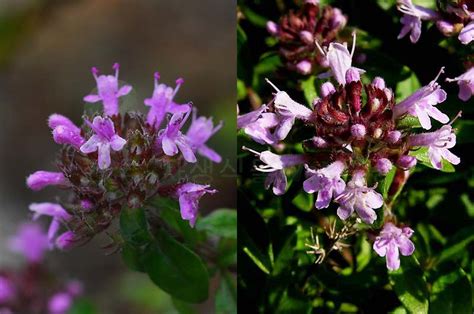 이름순 계절별 꽃색으로 찾기 백리향