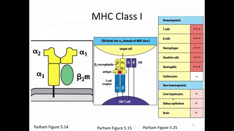 Cross Presentation Immunology