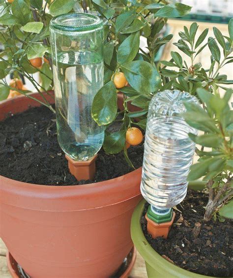How To Water Indoor Plants While Away At Willie Shelley Blog