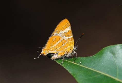 Cigaritis Conjuncta Butterfly